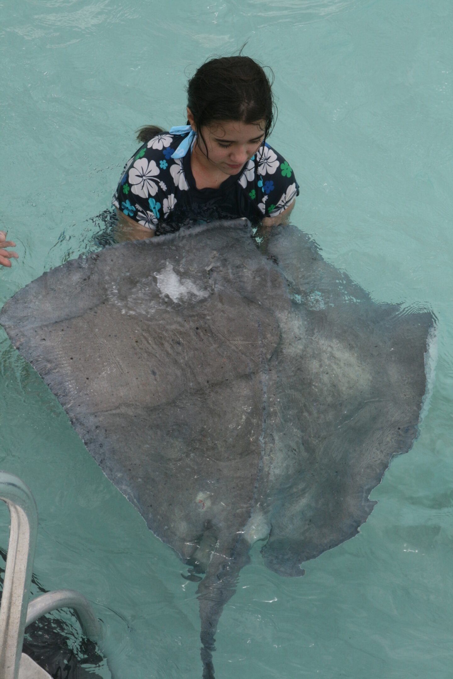 How to plan a trip to Stingray City- swimming with Stingrays on Grand ...