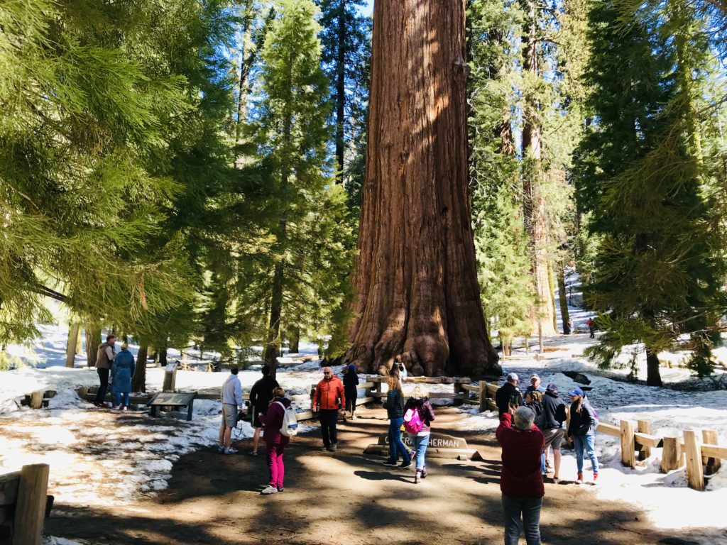 5 reasons to visit Sequoia National Park in Spring - Places and Recipes