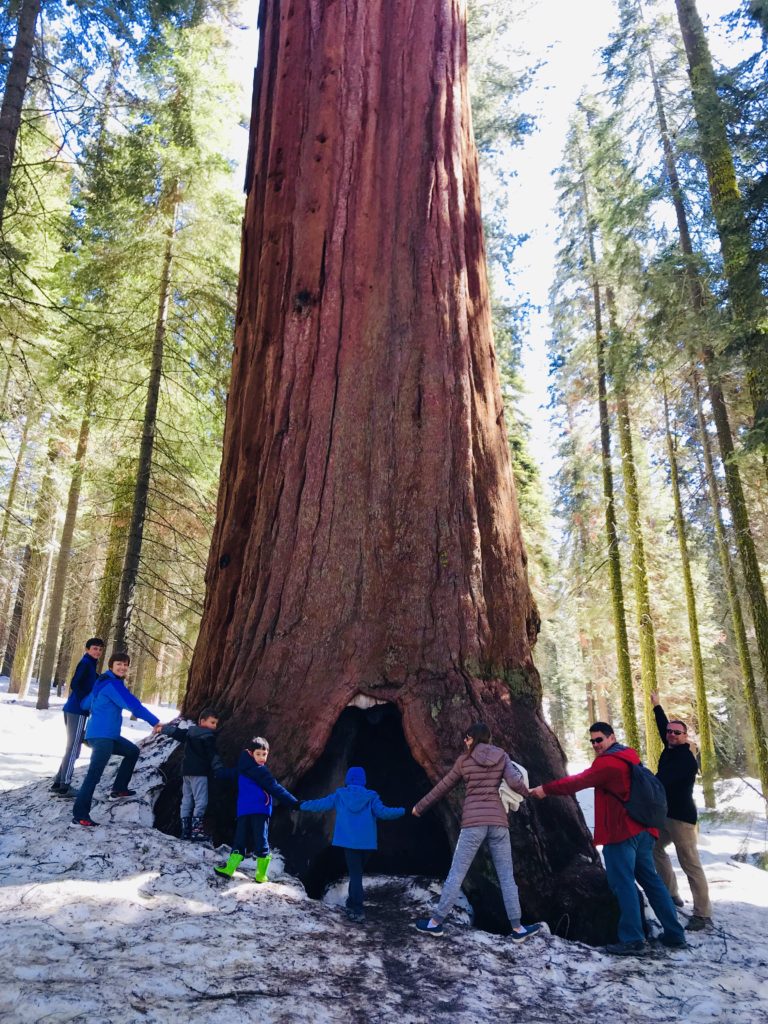 5 reasons to visit Sequoia National Park in Spring - Places and Recipes