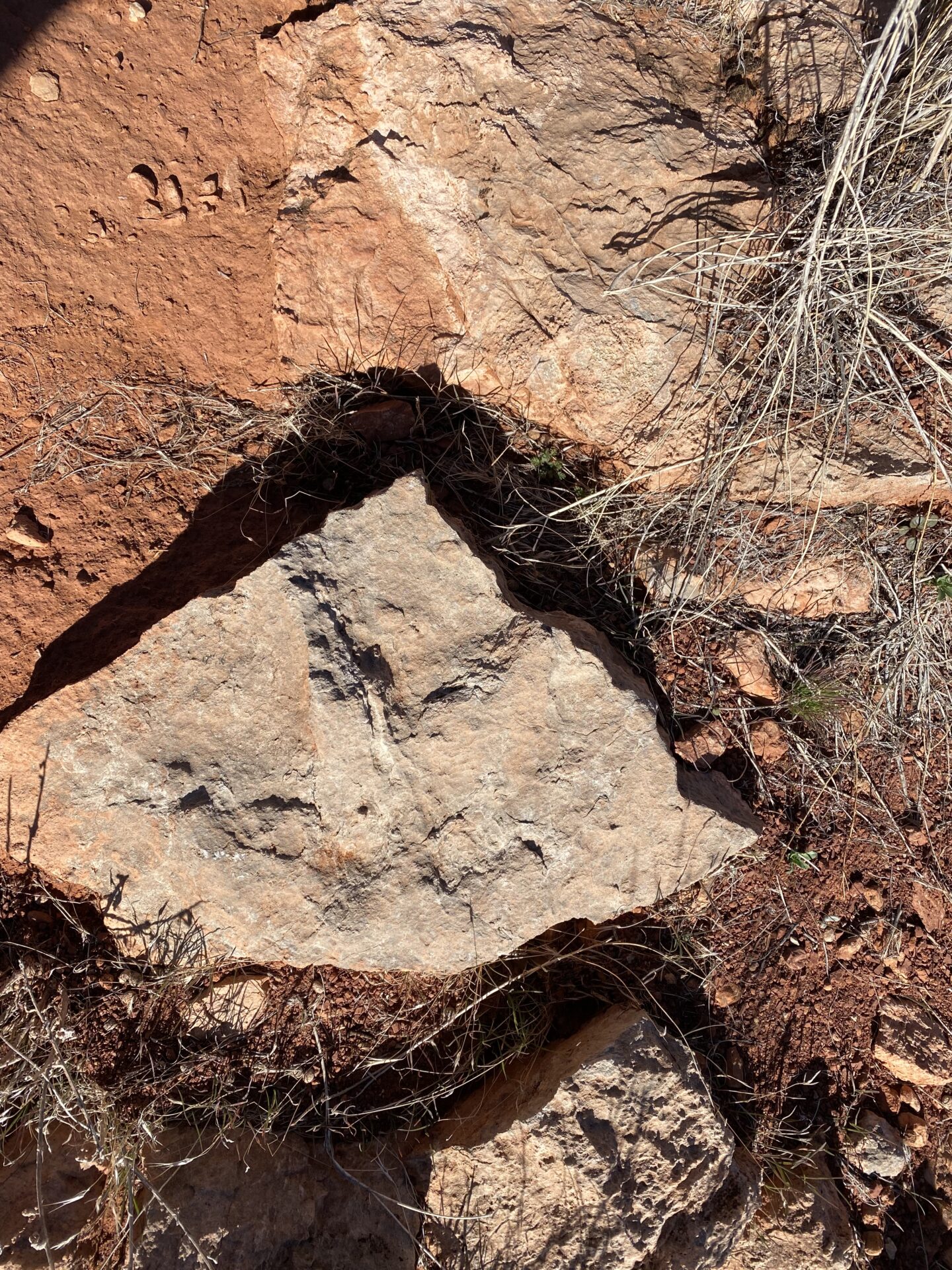 Tracing the Footsteps of Dinosaurs: Where to find dinosaur tracks in Utah