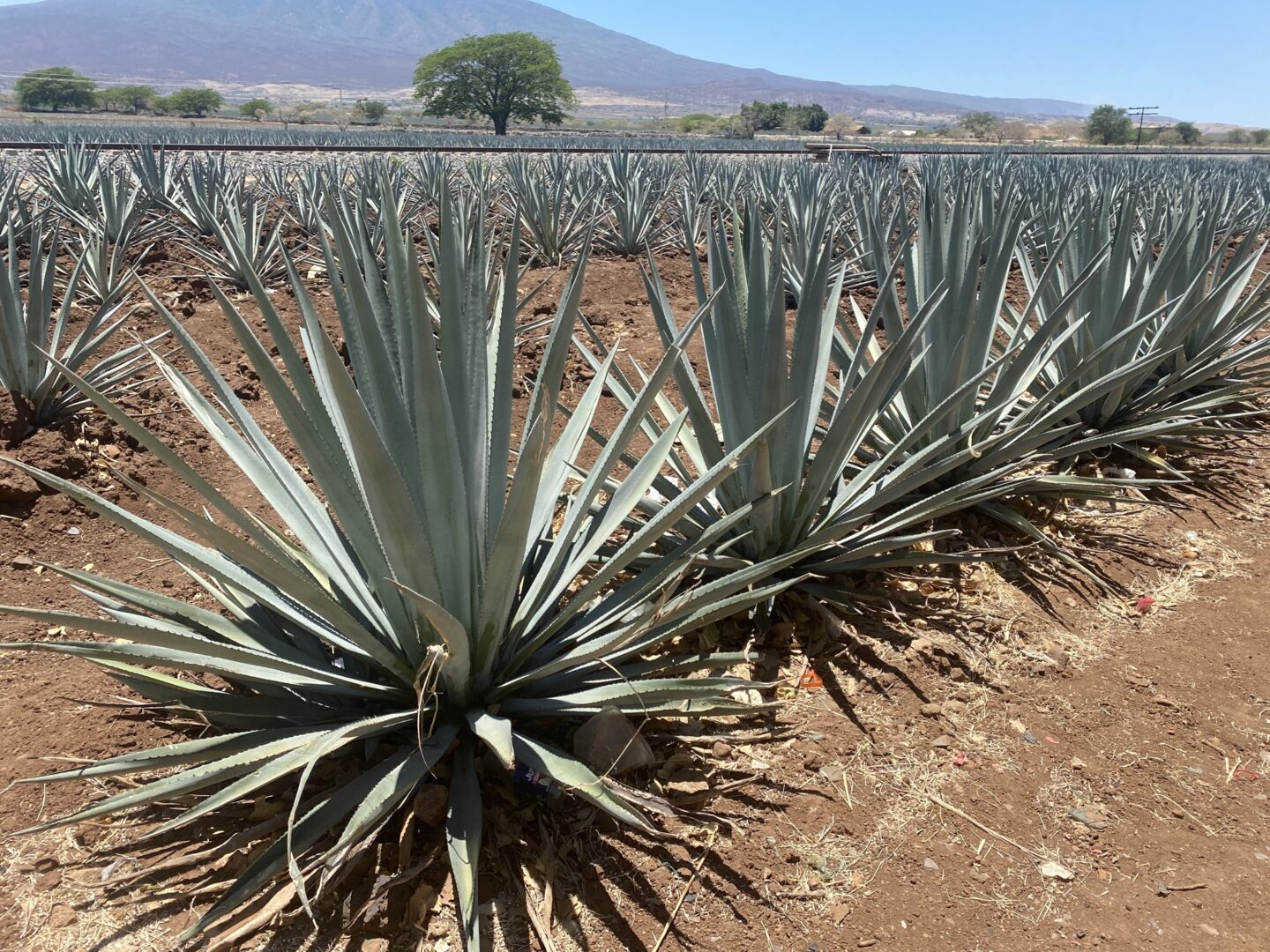 Drinking Tequila in Tequila - Exploring Tequila town - Places and Recipes