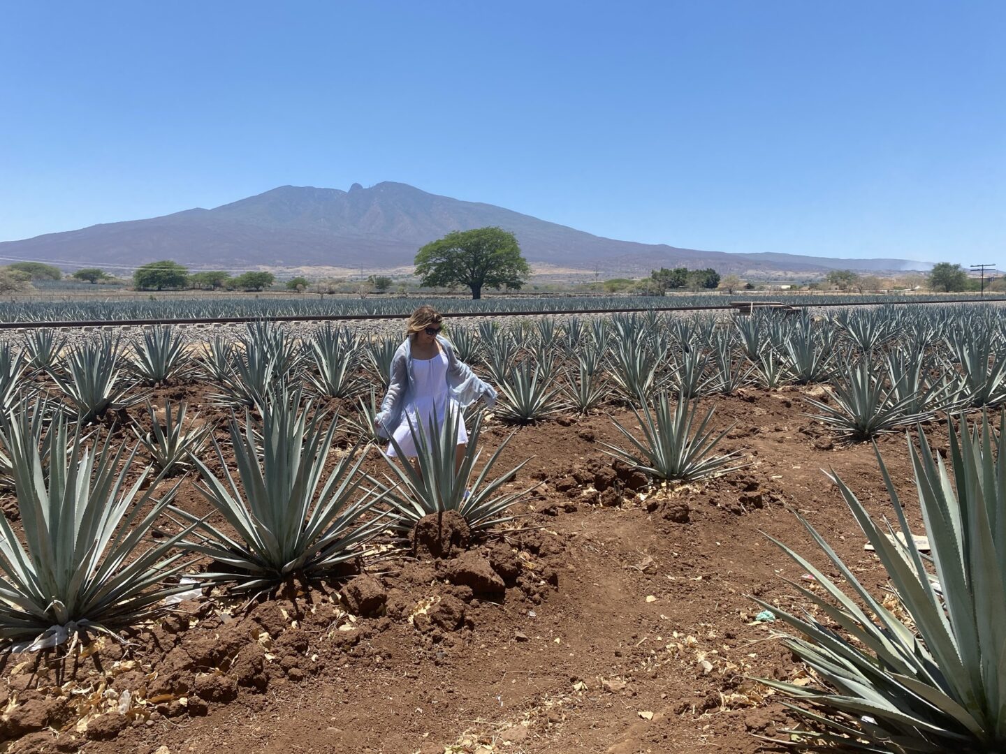 Drinking Tequila in Tequila - Exploring Tequila town - Places and Recipes