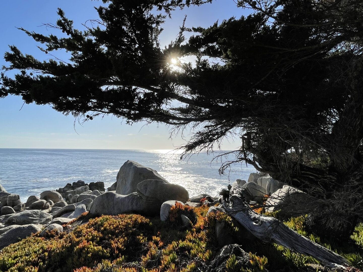 The Ultimate Guide to Driving 17 Mile Drive - Places and Recipes