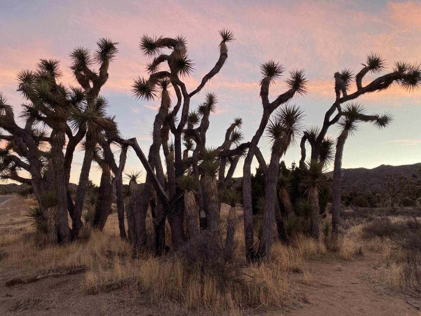 Desert Dreams: A Guide to Joshua Tree's Best Hikes and Sights - Places ...